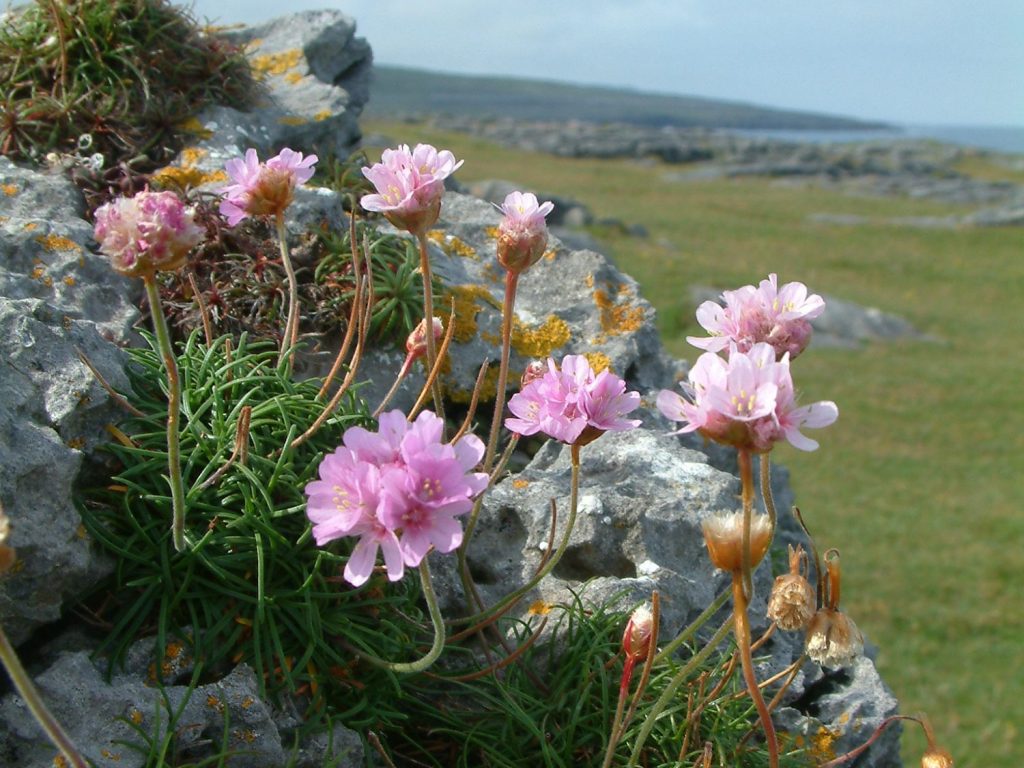 Burren – Wildlife Travel