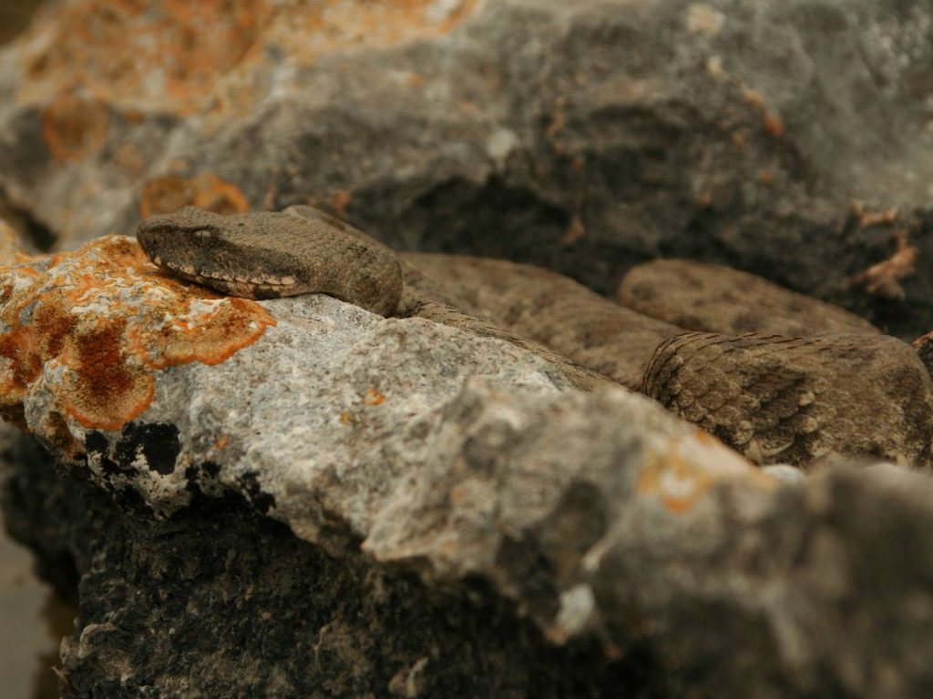 Cyprus spring – Wildlife Travel