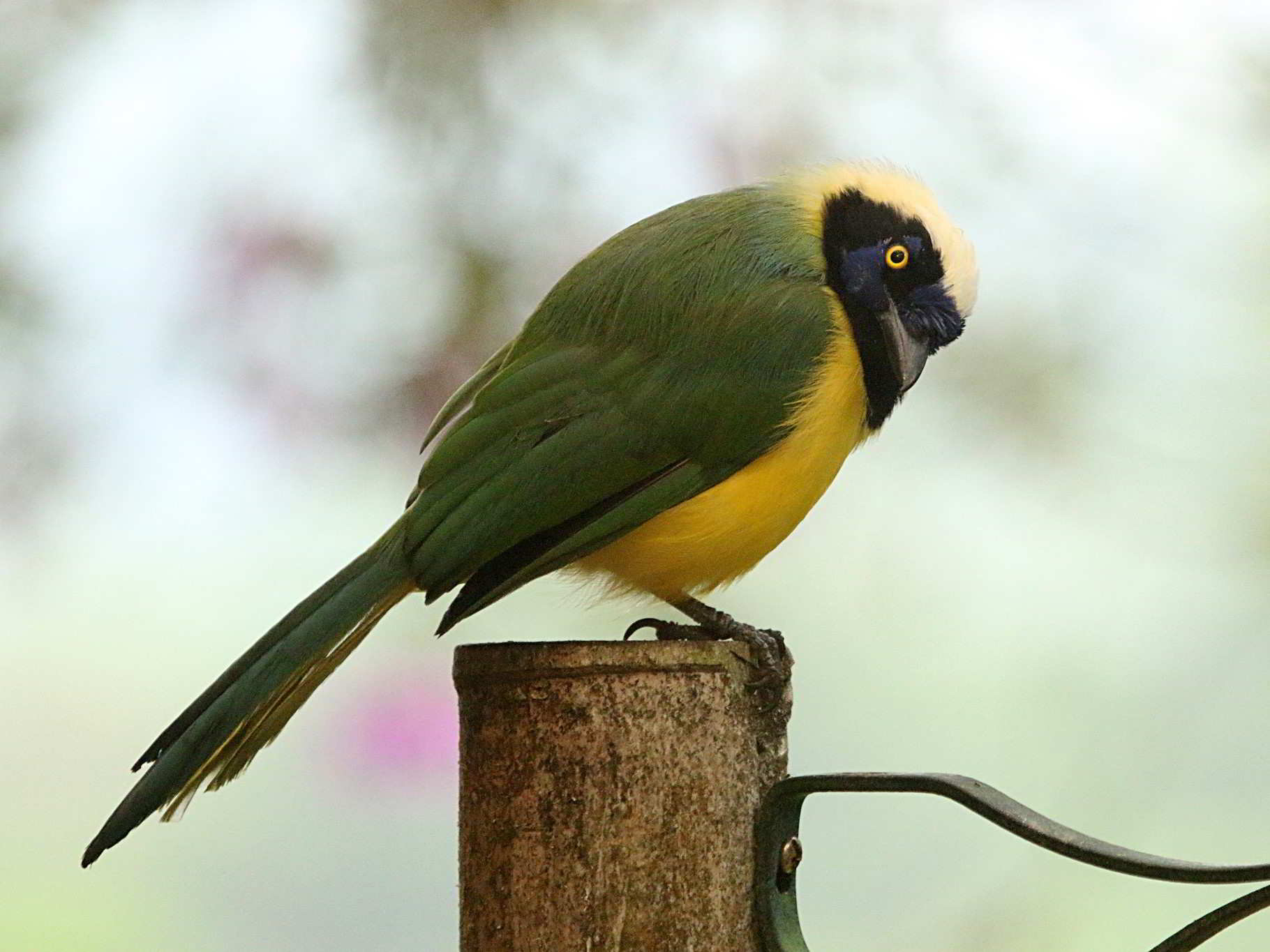 Ecuador – Wildlife Travel