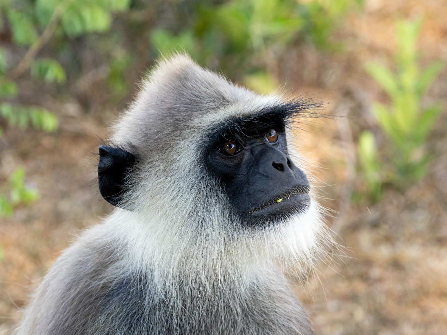 Sri Lanka – Wildlife Travel