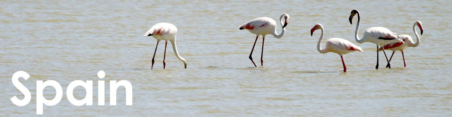 Spain – Wildlife Travel